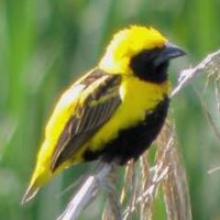 Do non-native birds compete or coexist with native species? - British ...