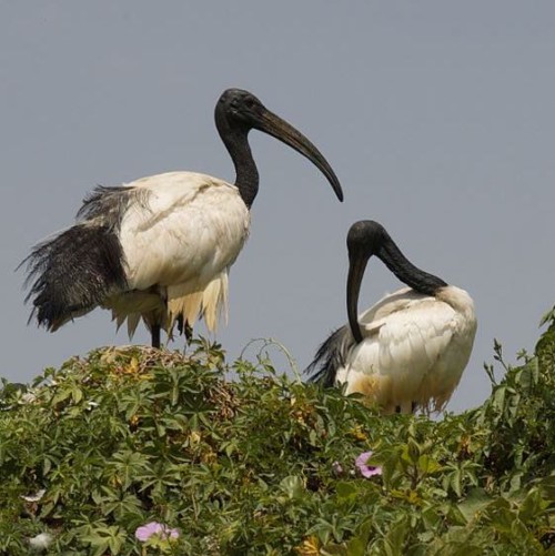 About the BOU - British Ornithologists' Union