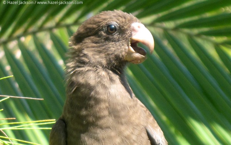 Evolutionary distinctiveness of the Seychelles Black Parrot - British ...