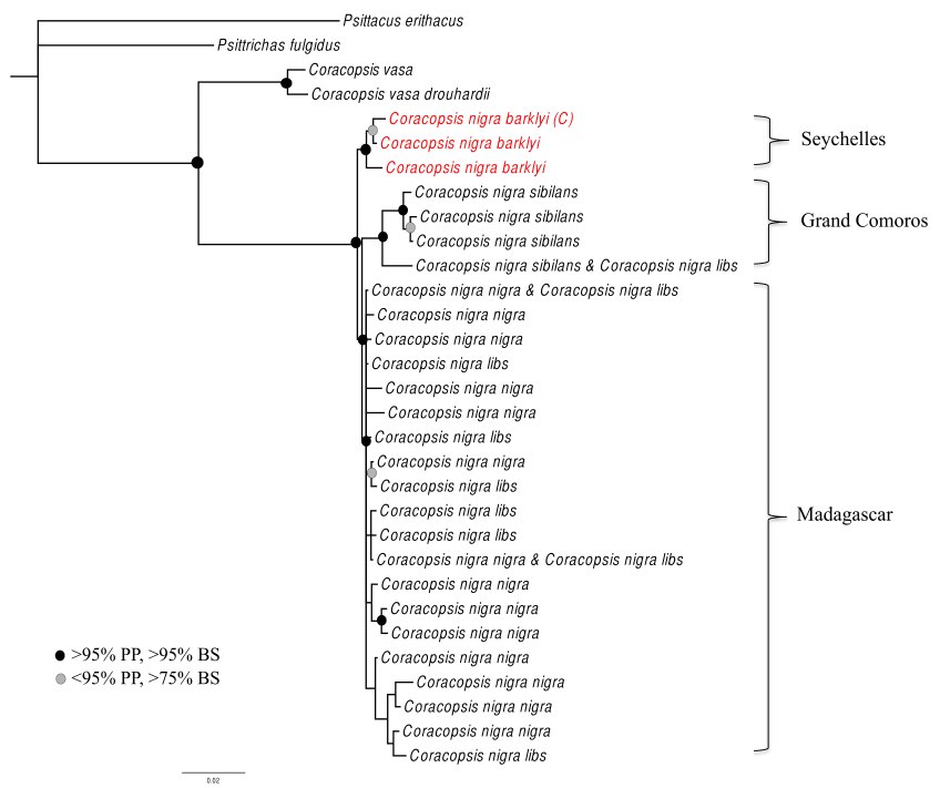 Evolutionary distinctiveness of the Seychelles Black Parrot - British ...