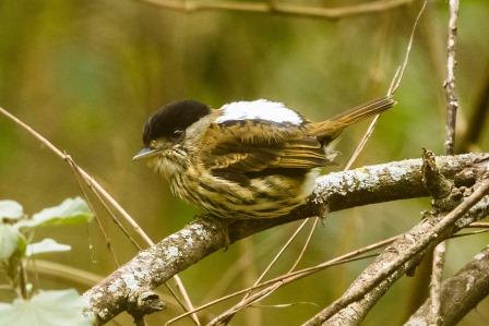 Broadbills sing with their wings - British Ornithologists' Union