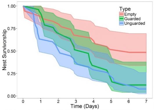 Nest predation in urban gardens - British Ornithologists' Union