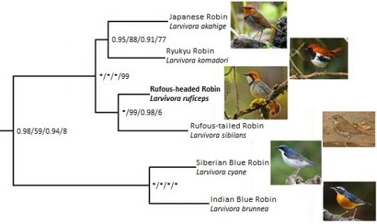 Rufous-headed Robin – on the brink of extinction? - British ...