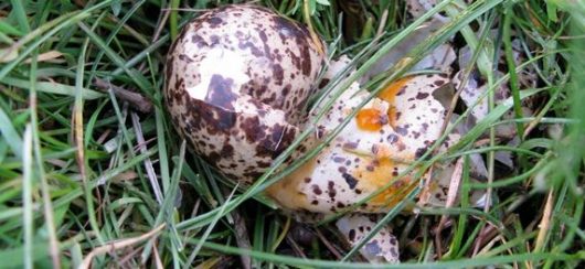 A sticky situation for Redshank? - British Ornithologists' Union