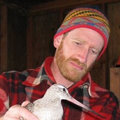 On the rocks: Rock Sandpipers and cold Alaskan winters - British ...