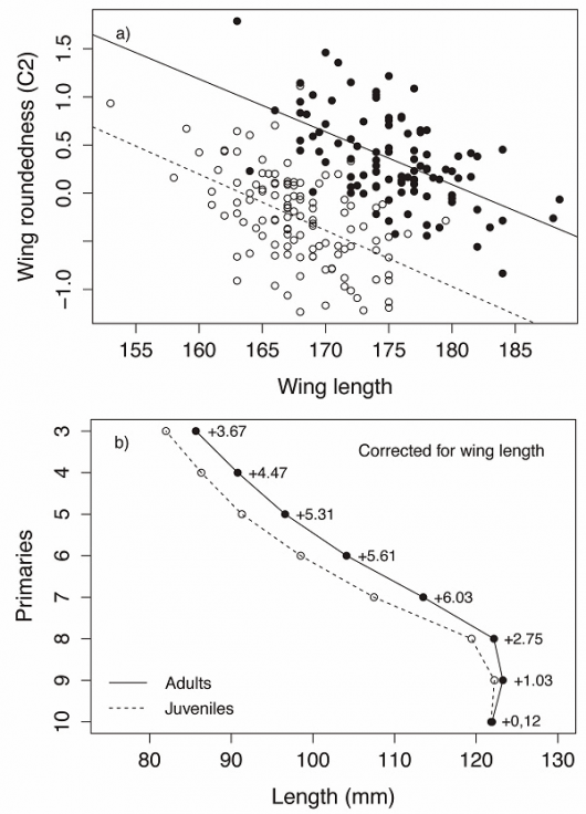 Wing shape: migration vs predator escape - British Ornithologists' Union