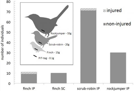 PIT-tagging passerines – think twice prior to choosing the place ...