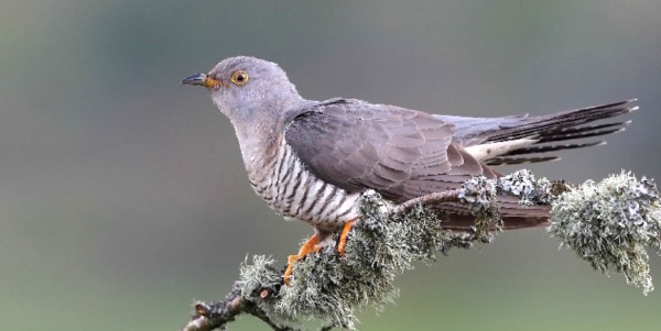 Understanding the decline of the Common Cuckoo - British Ornithologists ...