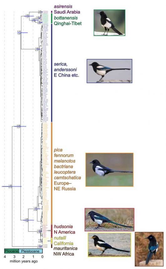 More species of Magpie than previously thought? - British ...