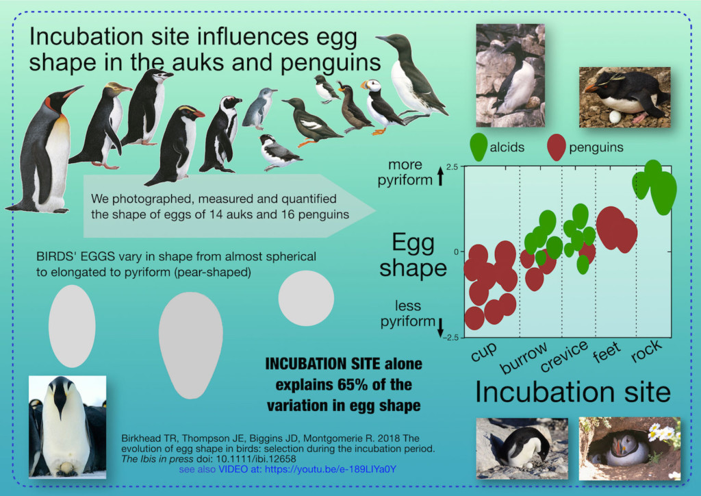 The shape of birds' eggs - British Ornithologists' Union
