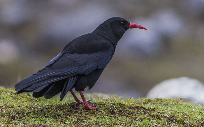 The dung detectives - British Ornithologists' Union