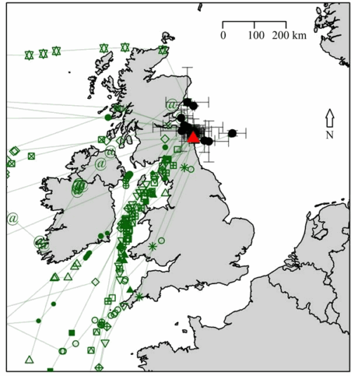 Regular overland migration of Arctic Terns - British Ornithologists' Union