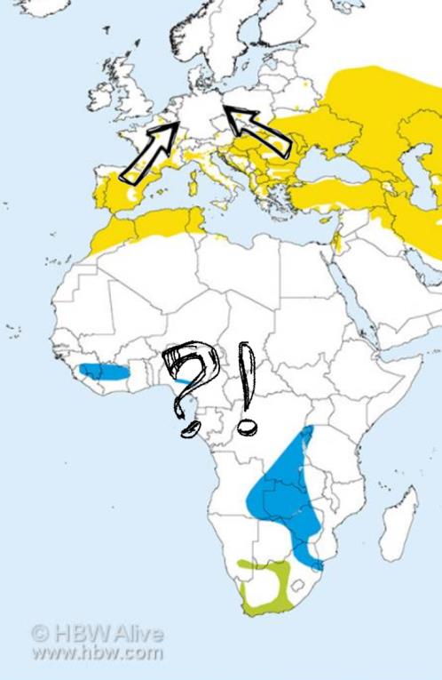 Following the movements of a new population - British Ornithologists' Union