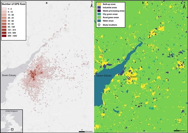 The secret life of urban gulls - British Ornithologists' Union