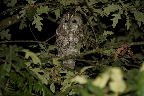 Spontaneous vocal activity of Tawny Owls - British Ornithologists' Union