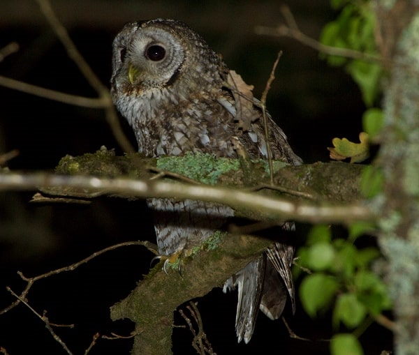 Spontaneous vocal activity of Tawny Owls - British Ornithologists' Union