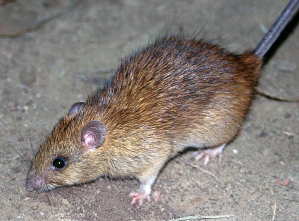 Of rats and men - British Ornithologists' Union