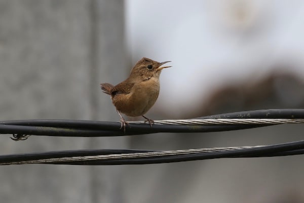 Quiet please, I need to sing - British Ornithologists' Union