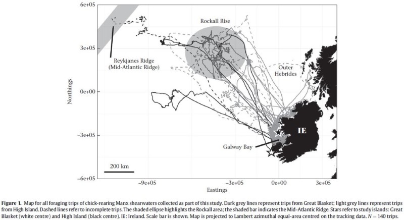 Tracking the elusive Manx Shearwater - British Ornithologists' Union