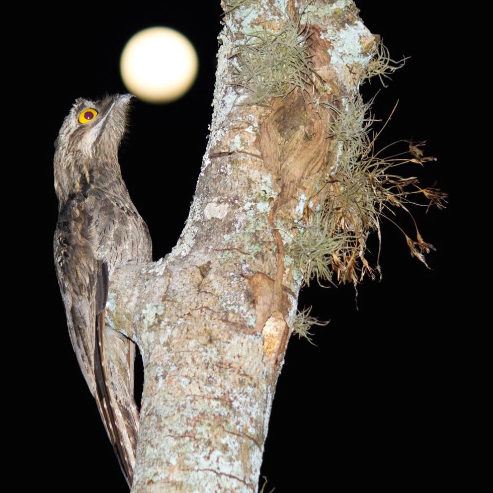 Chasing the ghost bird - British Ornithologists' Union