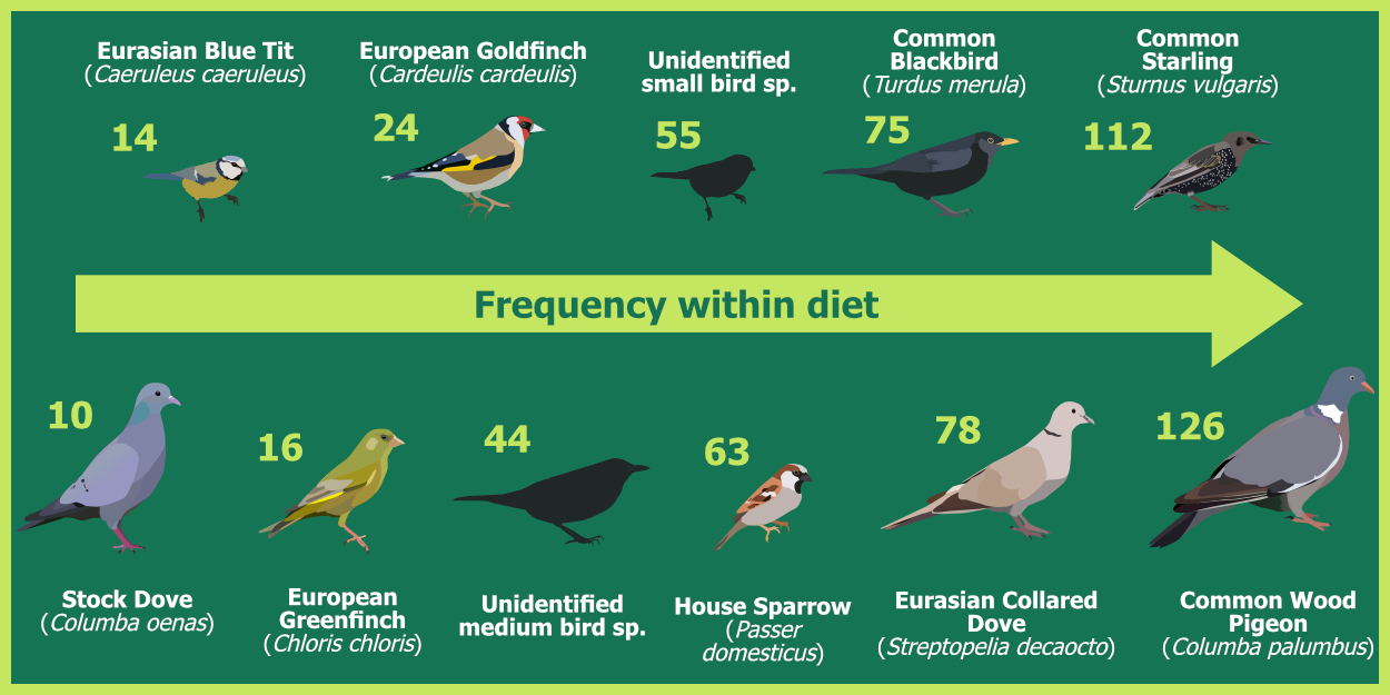Exploring raptor diets using social media - British Ornithologists' Union