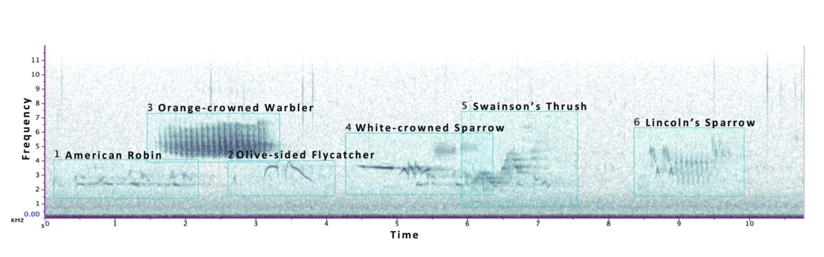 The sound of birds in a world of noise - British Ornithologists' Union