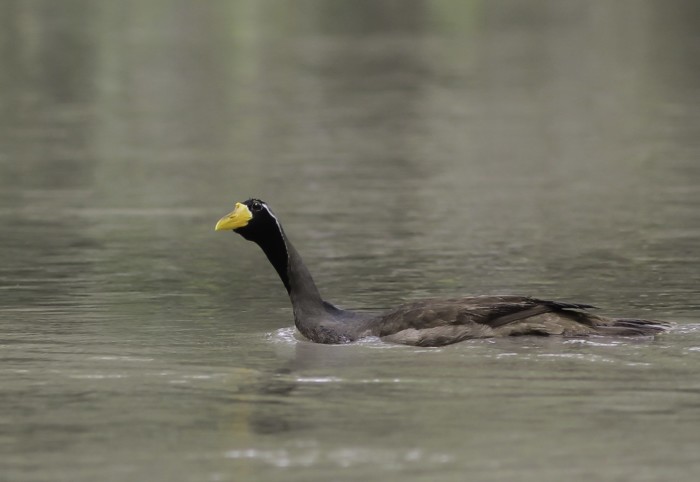 Draft obituary for the Masked Finfoot? - British Ornithologists' Union