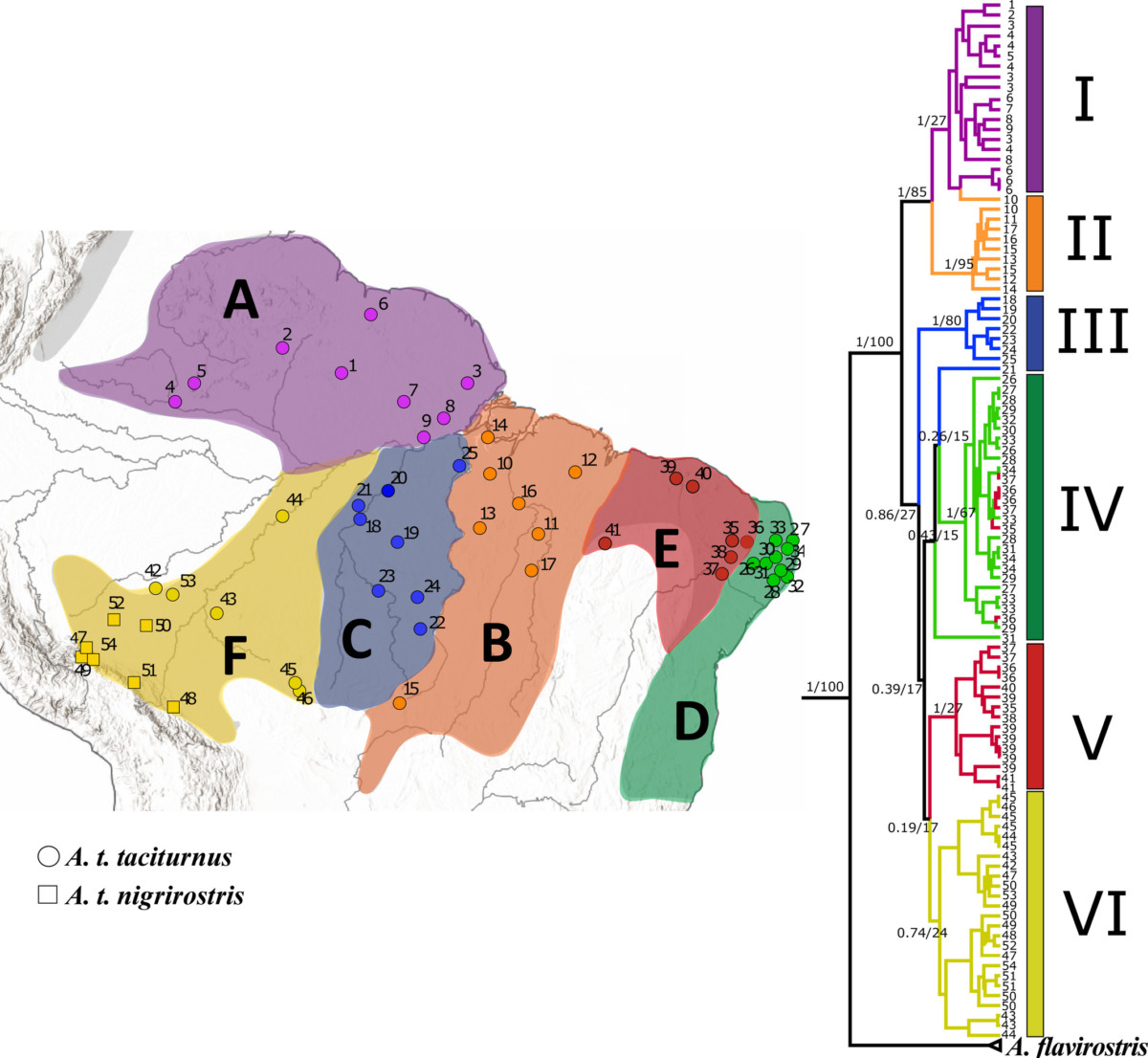 Learning phylogenetics with the Pectoral Sparrow - British ...