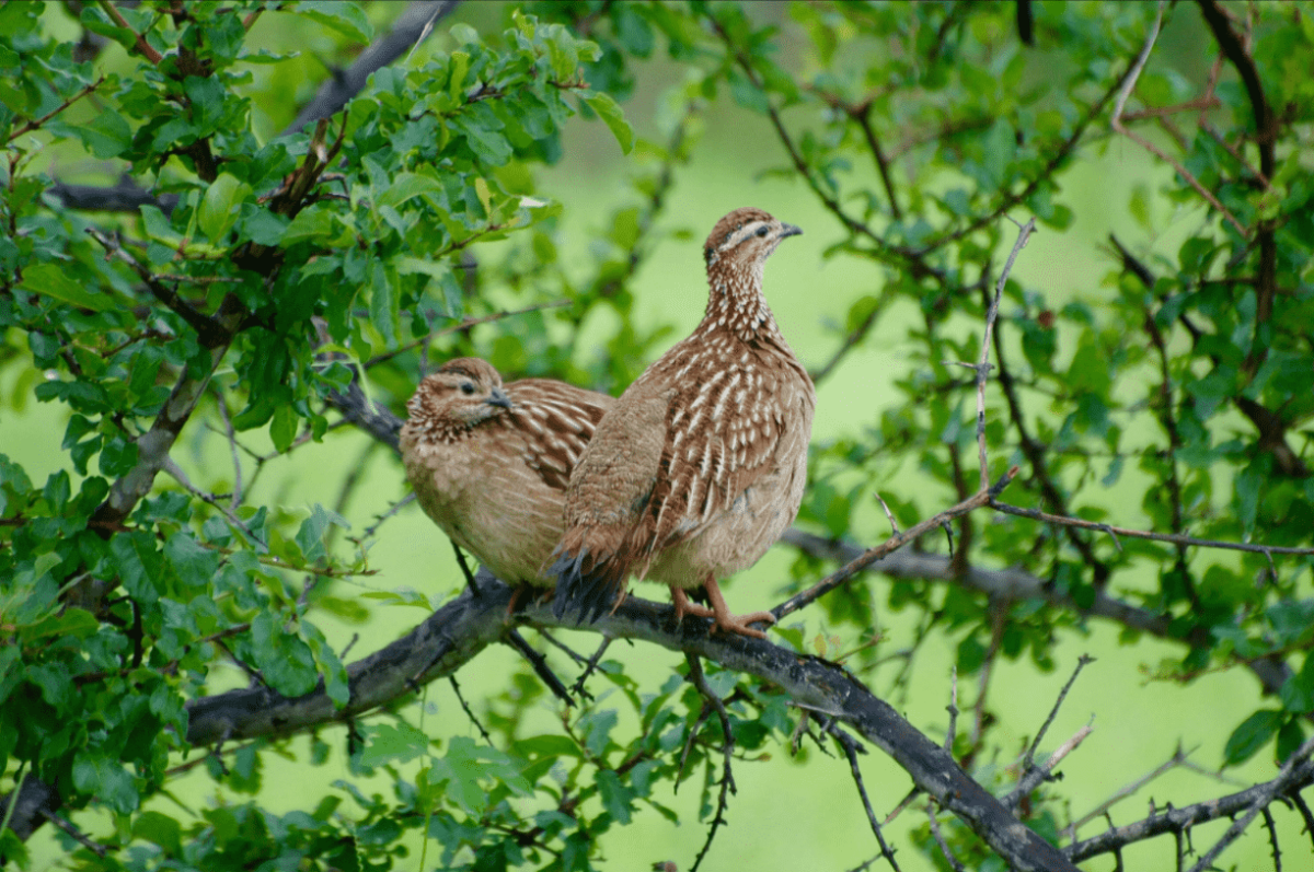 Recognising next-door neighbours in the African bush - British ...