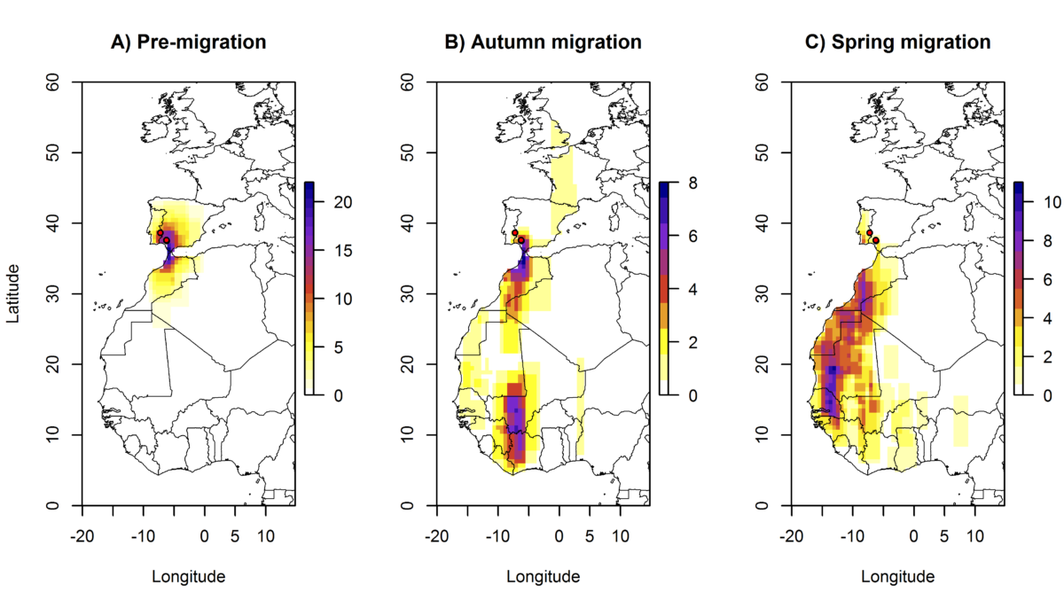 The migration of Barn Swallows breeding in Spain - British ...