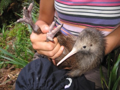Malin Undin, Author at British Ornithologists' Union