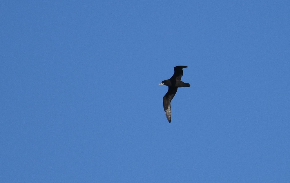 The British List - British Ornithologists' Union