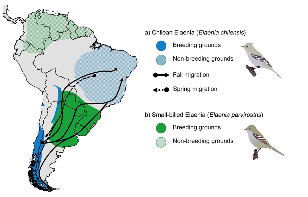 Cryptic birds challenge citizen science data - British Ornithologists ...
