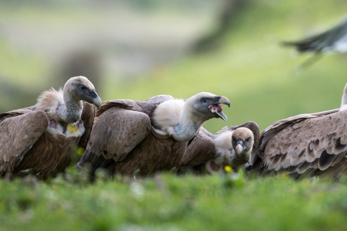 Modelling suitable vulture breeding areas on Sardinia - British ...