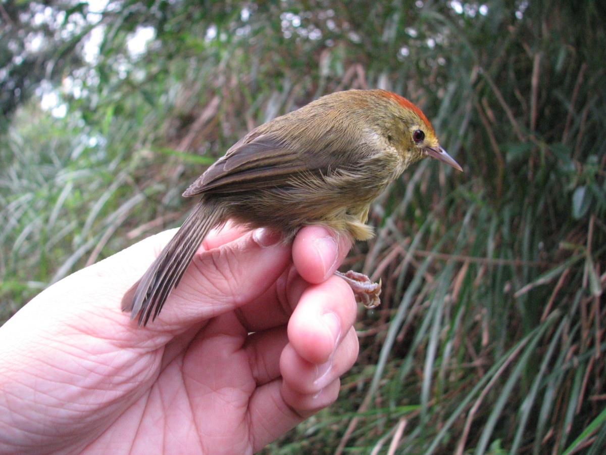 Shiny feathers in the mountains - British Ornithologists' Union
