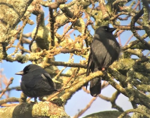 The secret sex lives of jackdaws - British Ornithologists' Union