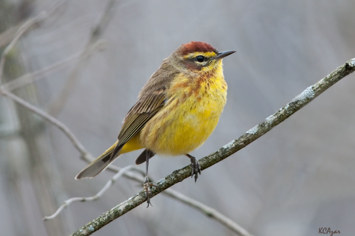 What’s in an English bird name? - British Ornithologists' Union