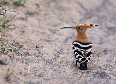 Aposematism in birds - British Ornithologists' Union