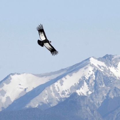 Most-cited IBIS papers in 2022 - British Ornithologists' Union