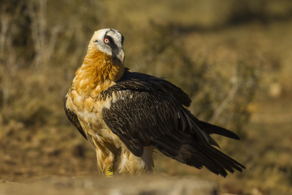 Colouration in Bearded Vultures - British Ornithologists' Union
