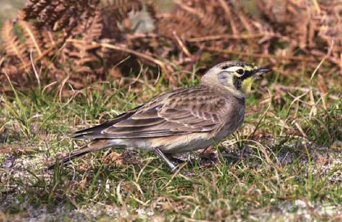 Changes to the British List (18 January 2022) - British Ornithologists ...