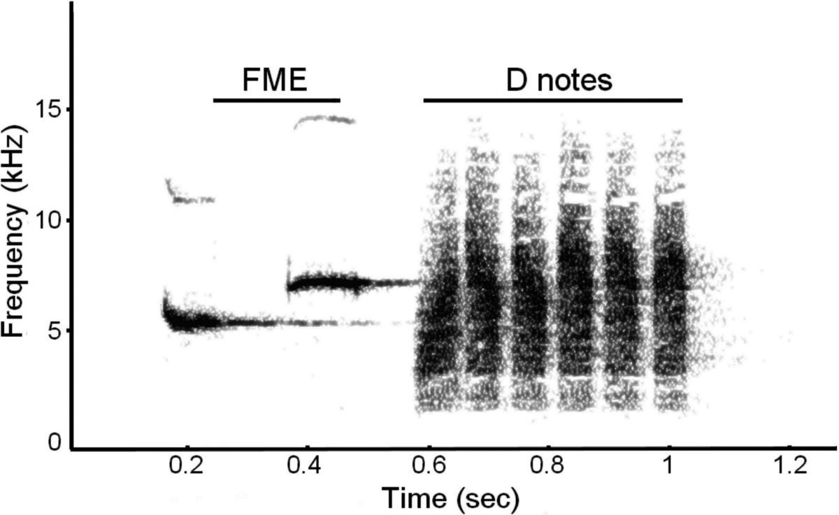 Learning the language of birds - British Ornithologists' Union