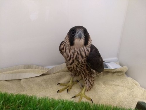 Human threats to British raptors - British Ornithologists' Union