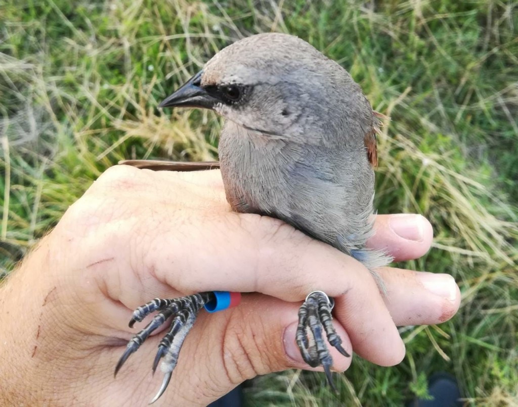 Disentangeling cooperative breeding in a Neotropical passerine ...
