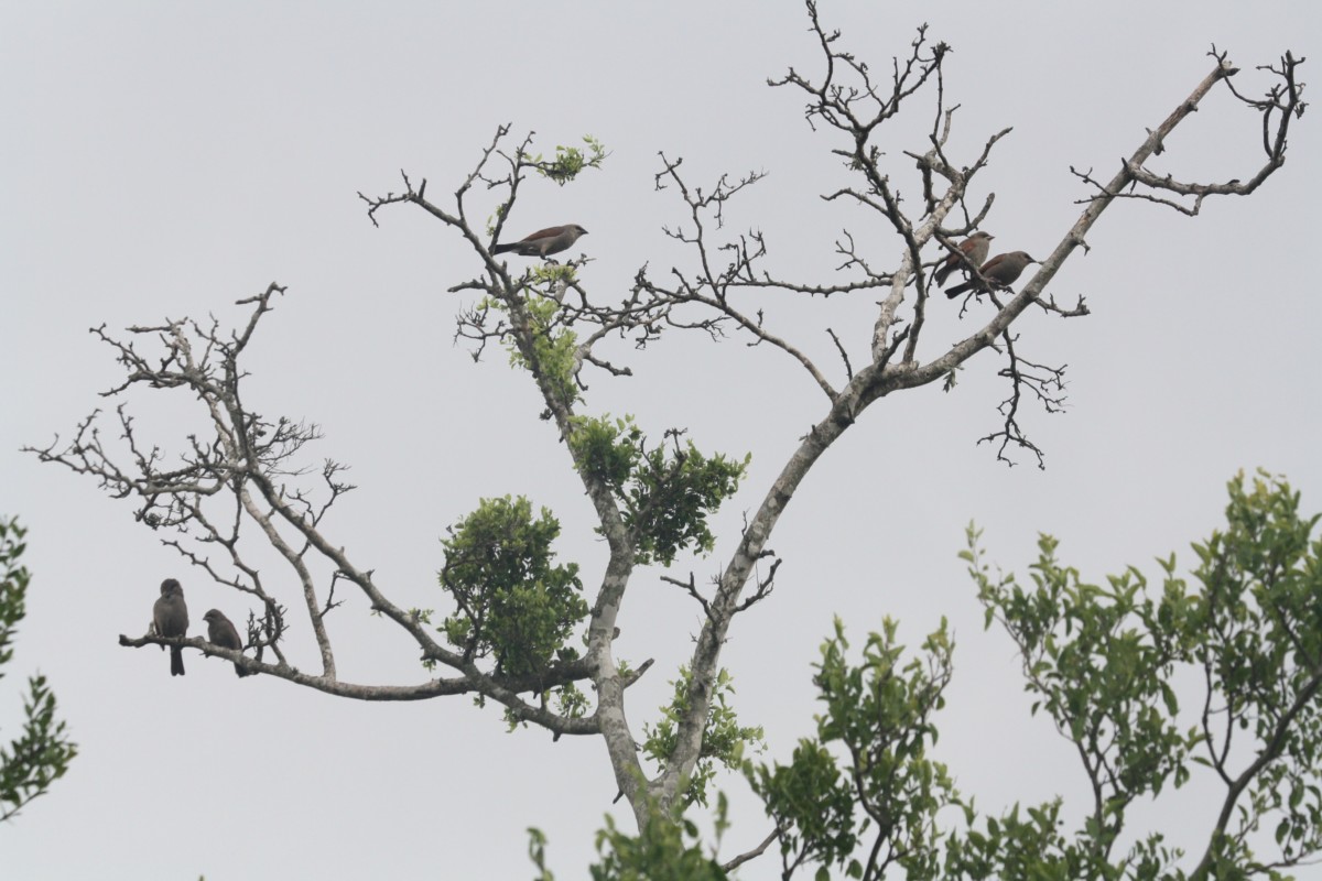 Disentangeling cooperative breeding in a Neotropical passerine ...