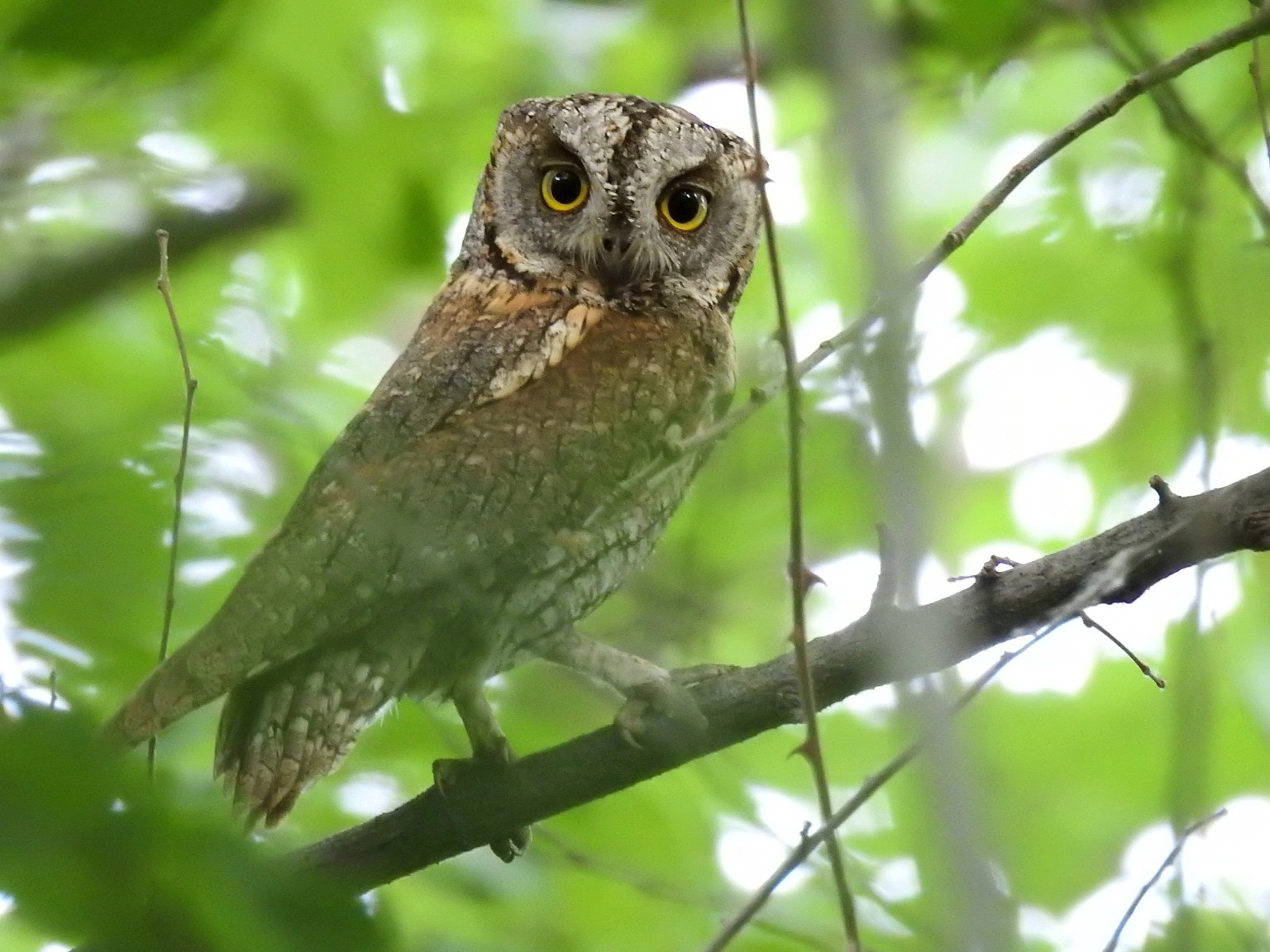 Understanding the Success of the Scops Owl - British Ornithologists' Union