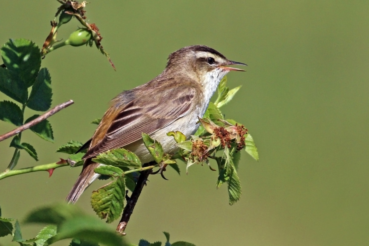 Fatty acid composition of migratory passerines - British Ornithologists ...