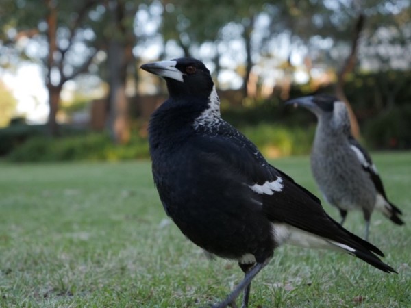 Can magpies tell friend from foe? - British Ornithologists' Union