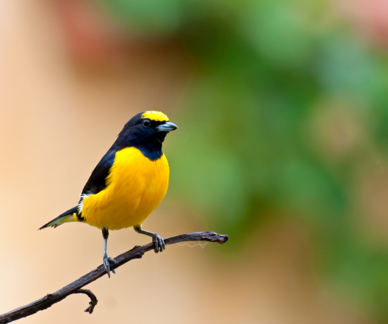 A wildlife restaurant for birds - British Ornithologists' Union