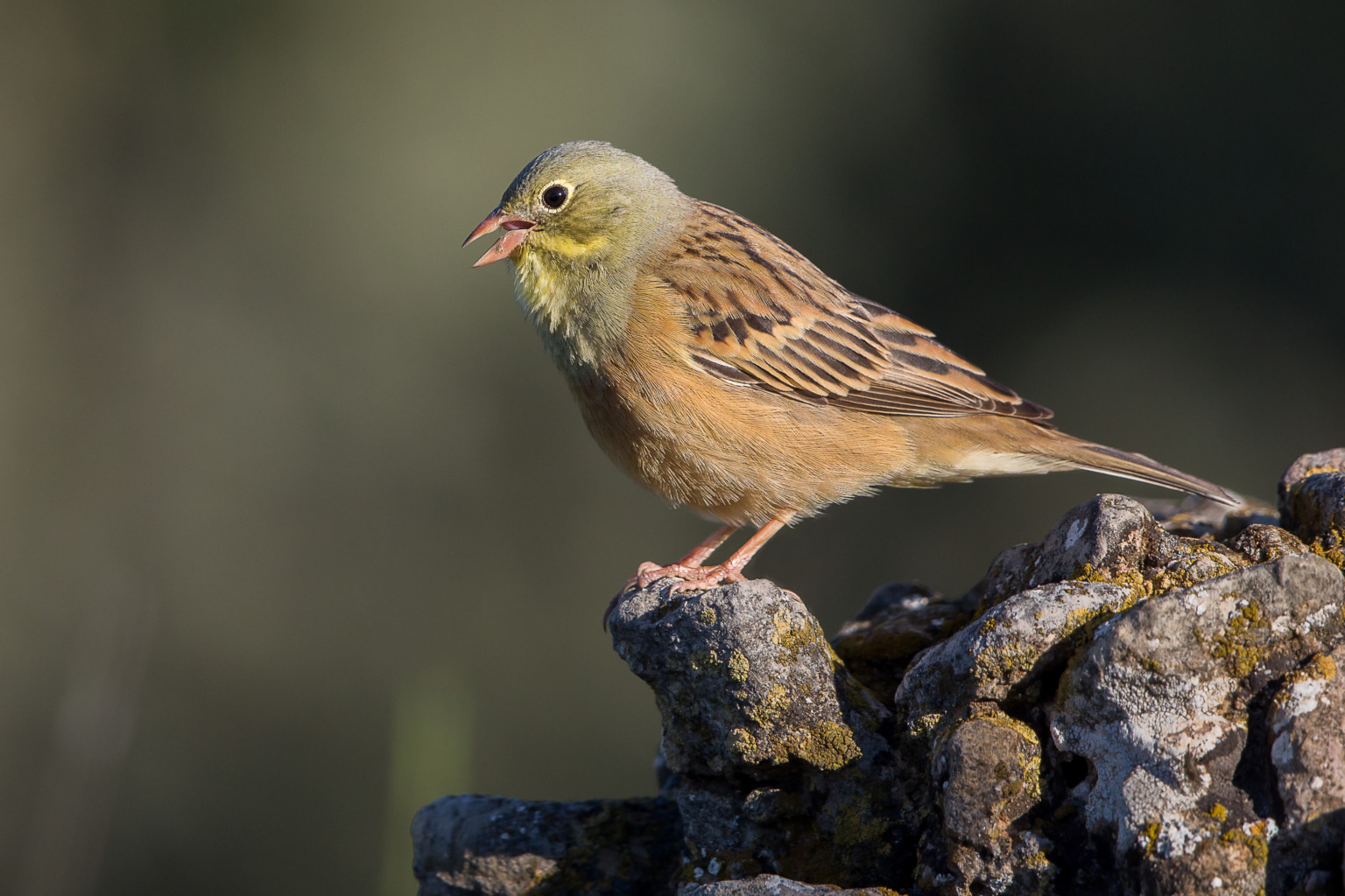 Ortolan Buntings prefer traditional agriculture - British ...